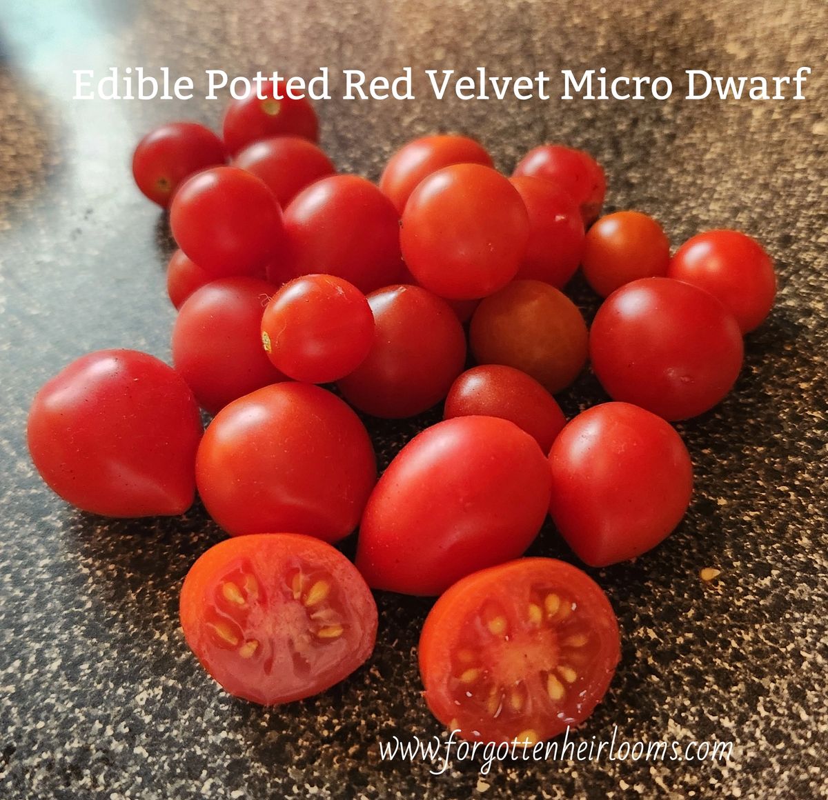 Micro Dwarf Edible Potted Red Velvet F3