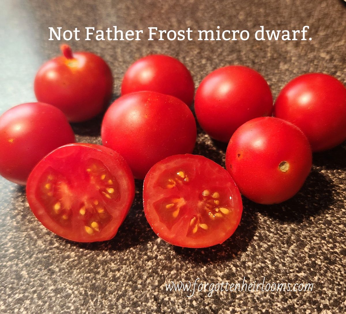 Mini Dwarf Father Frost