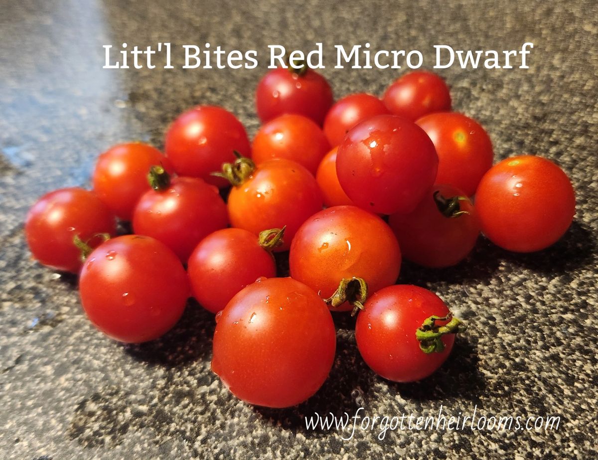 Micro Dwarf Litt'l Bites F4