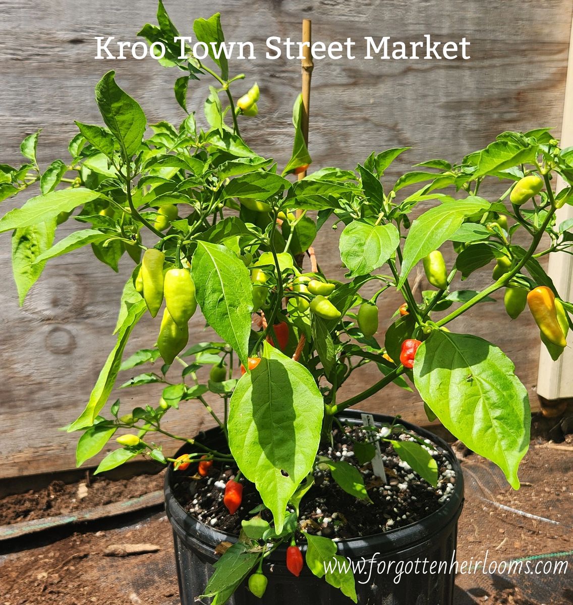 Kroo Town Street Market Pepper