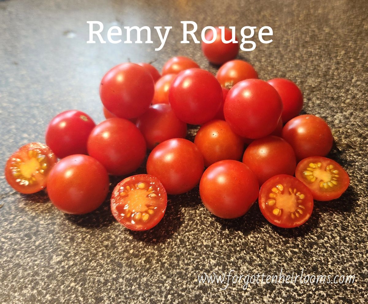 Remy Rouge