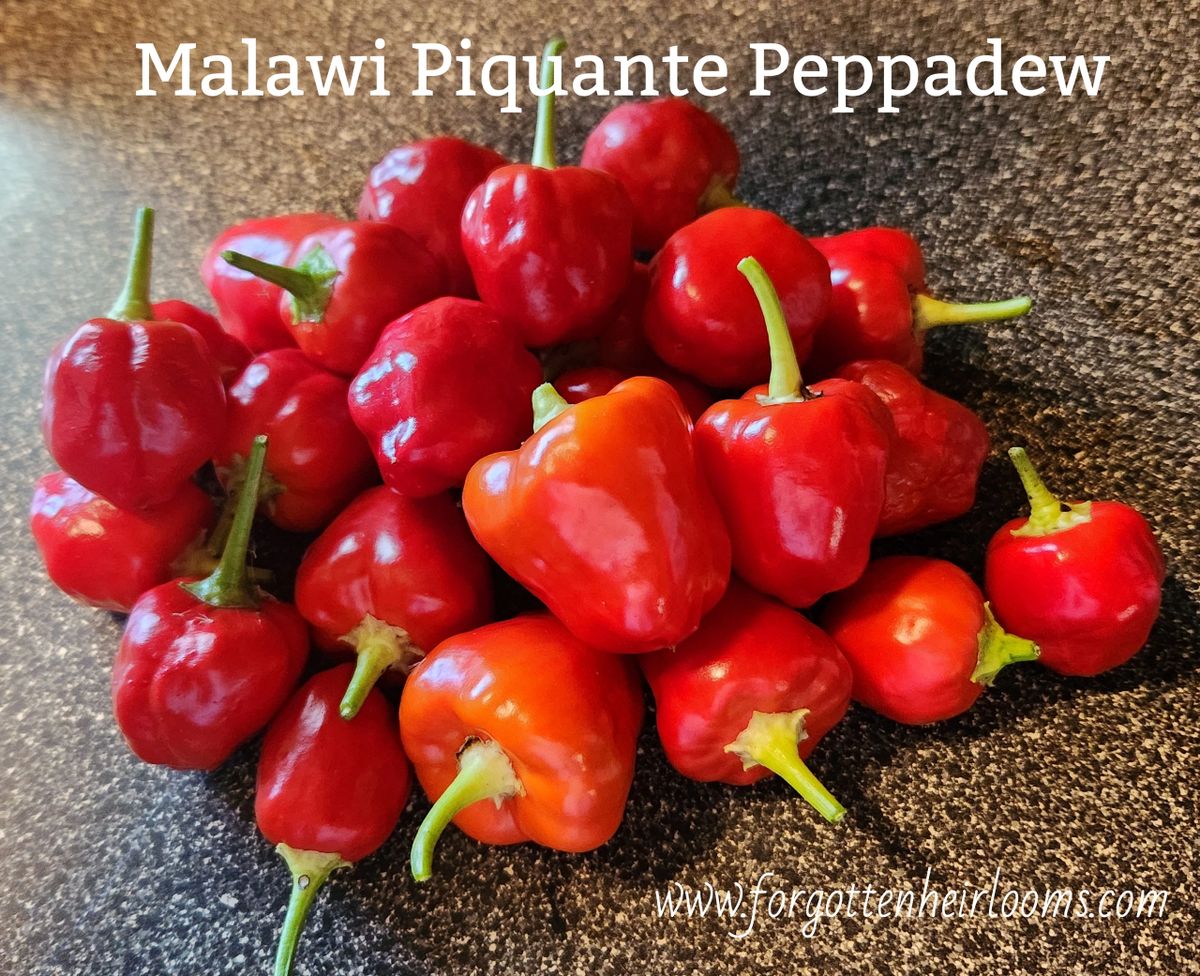 Malawi Piquante Peppadew