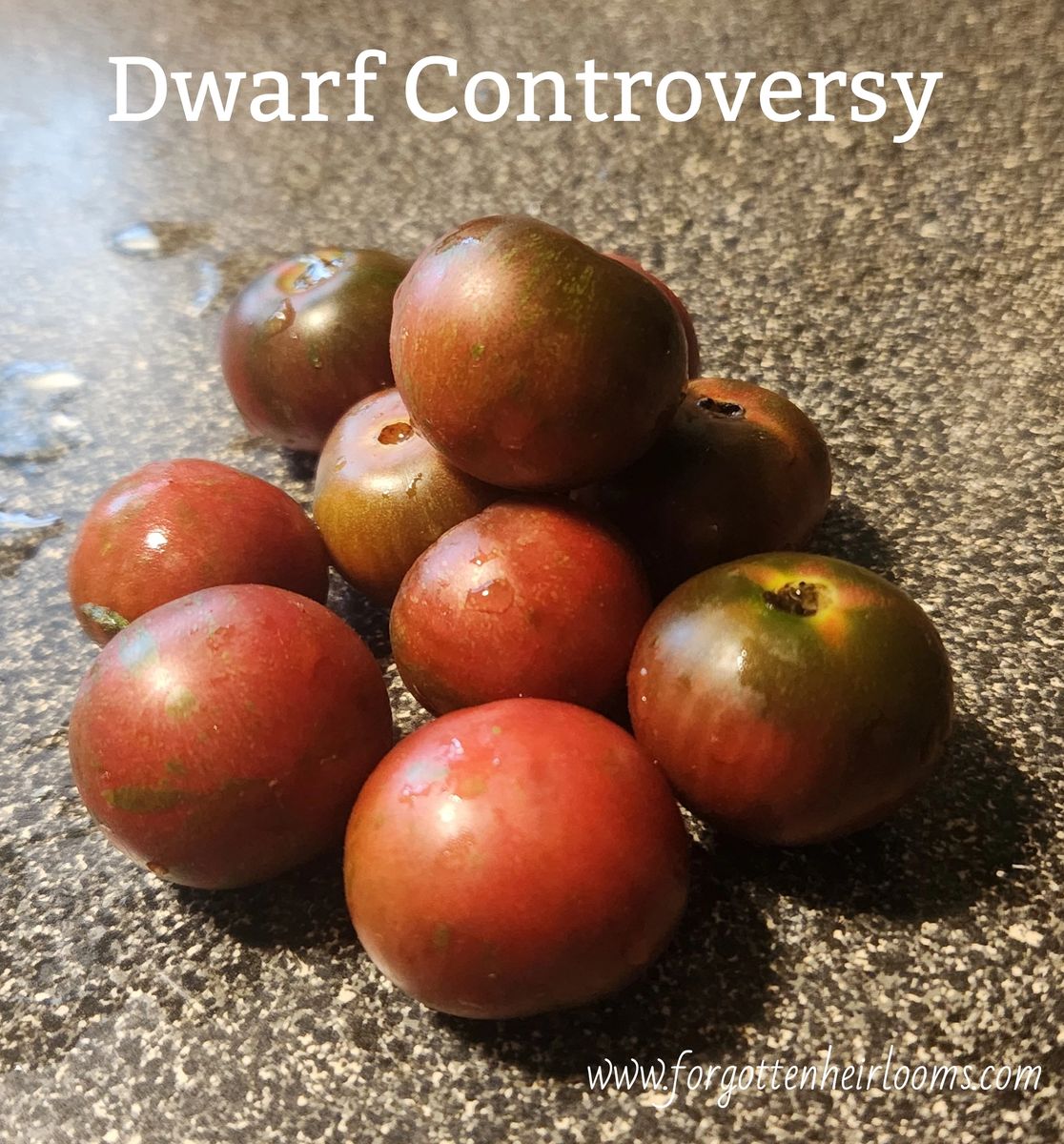 Dwarf Controversy