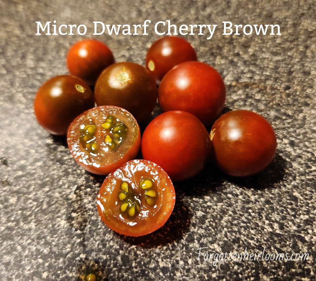 Micro Dwarf Cherry Brown F3