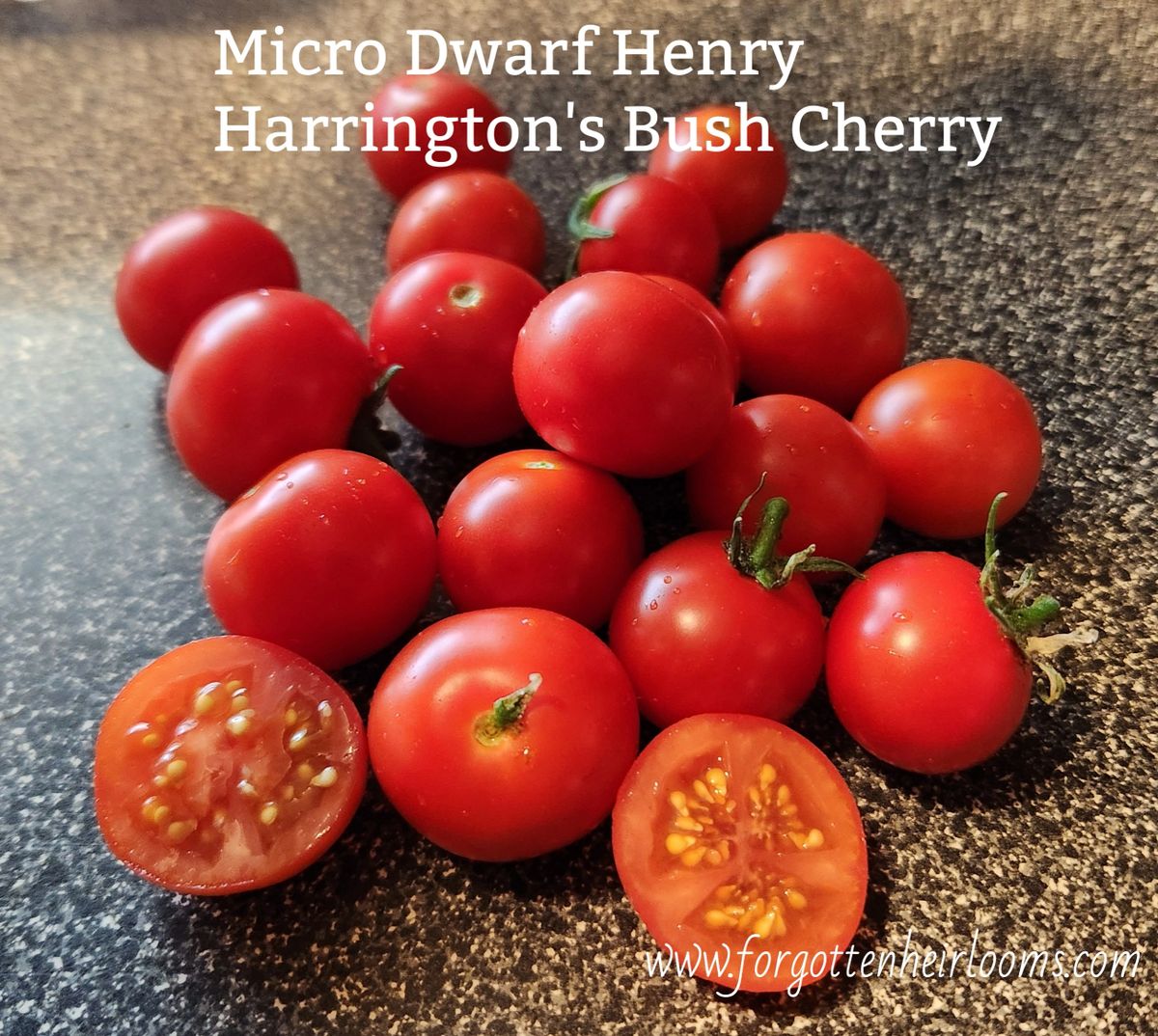 Micro Dwarf Henry Harrington's Bush Cherry