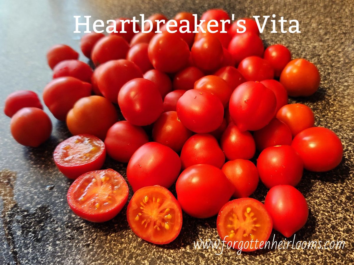 Micro Dwarf Heartbreaker's Vita F2