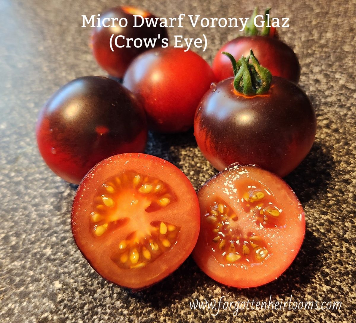 Micro Dwarf Vorony Glaz (Crow's Eye)