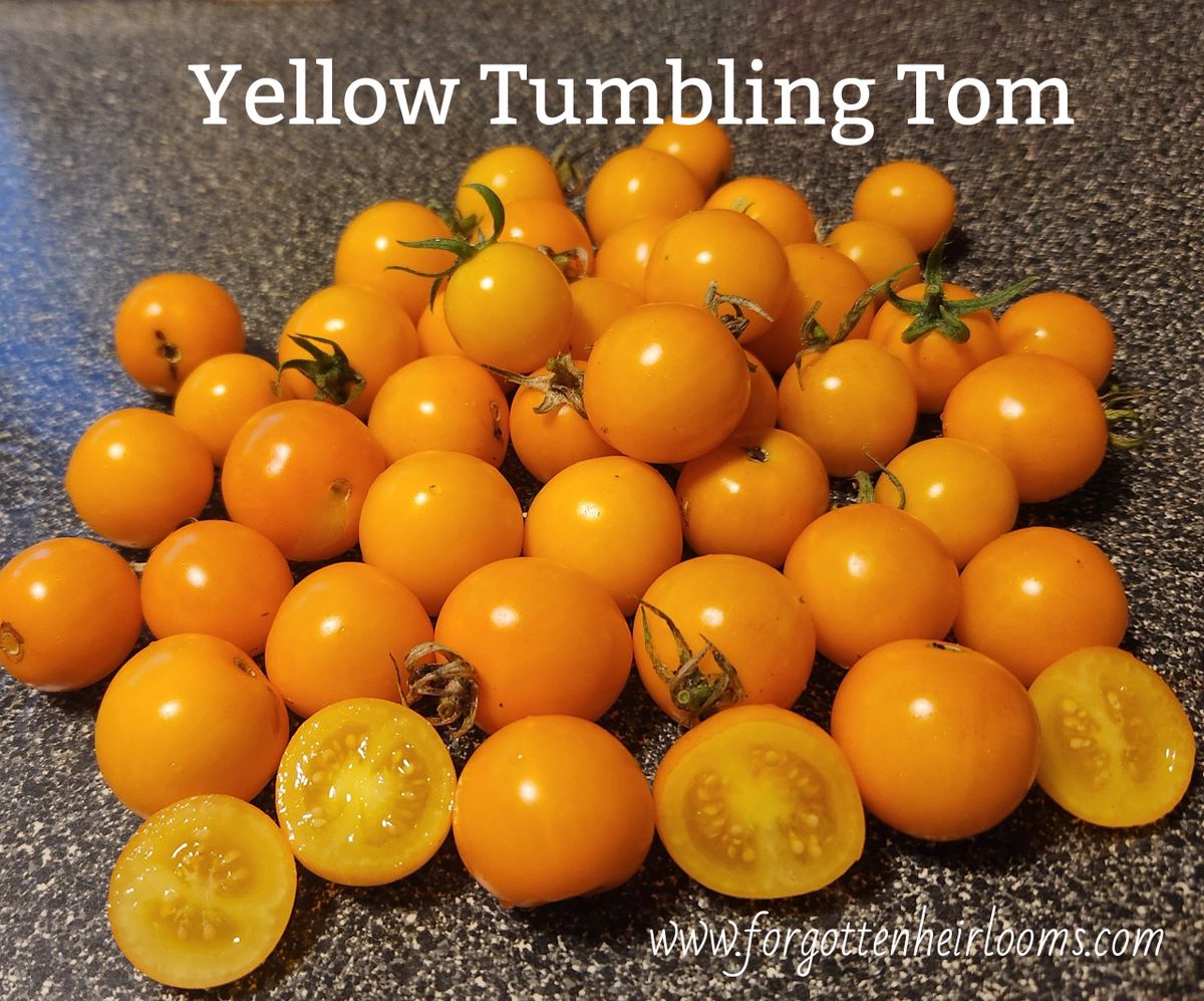 Yellow Tumbling Tom F2