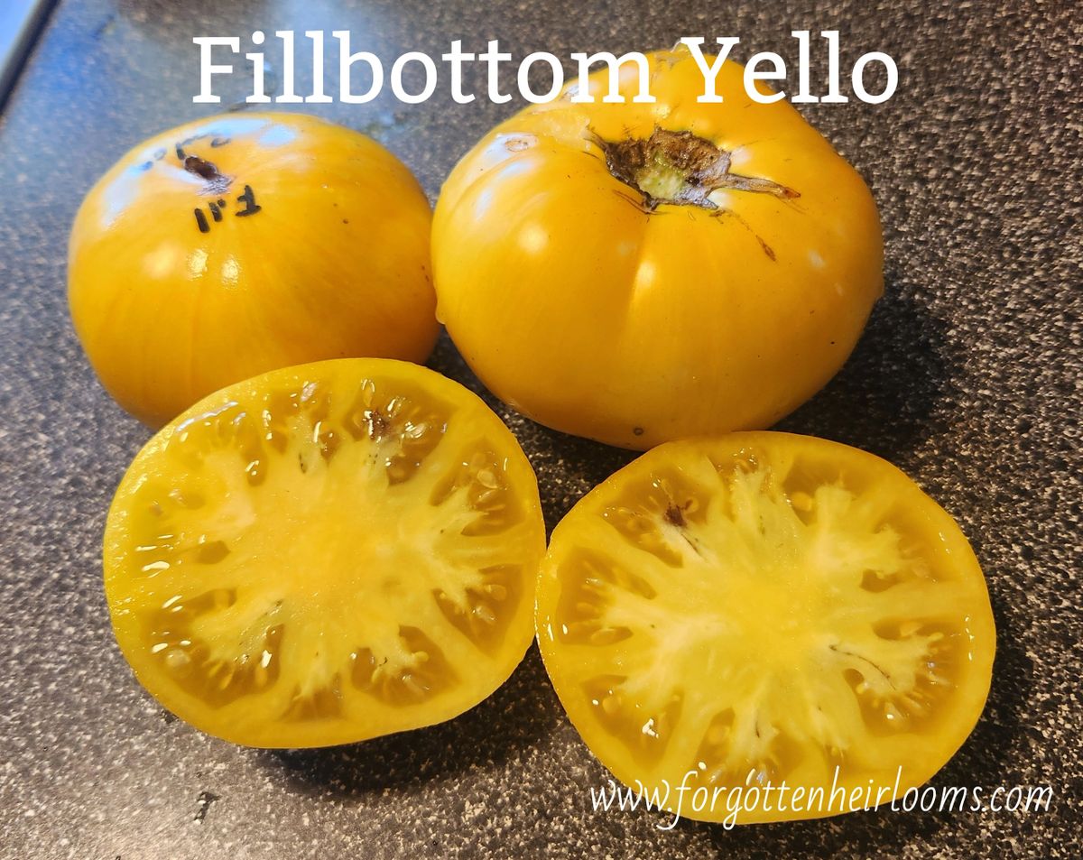 Fillbottom Yello Tomato