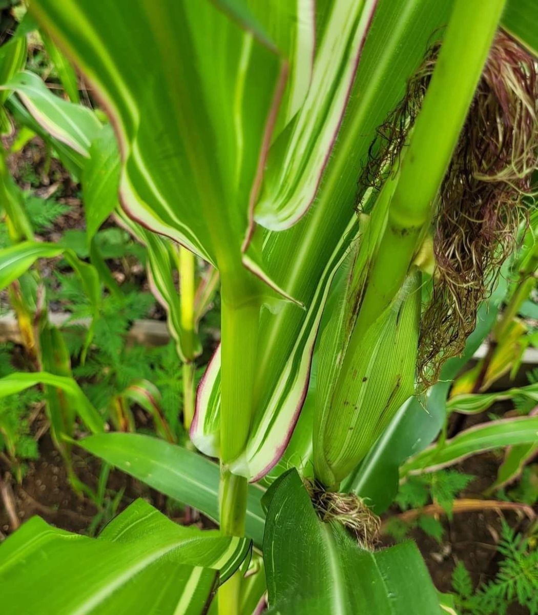 Striped Japonica Ornamental Corn