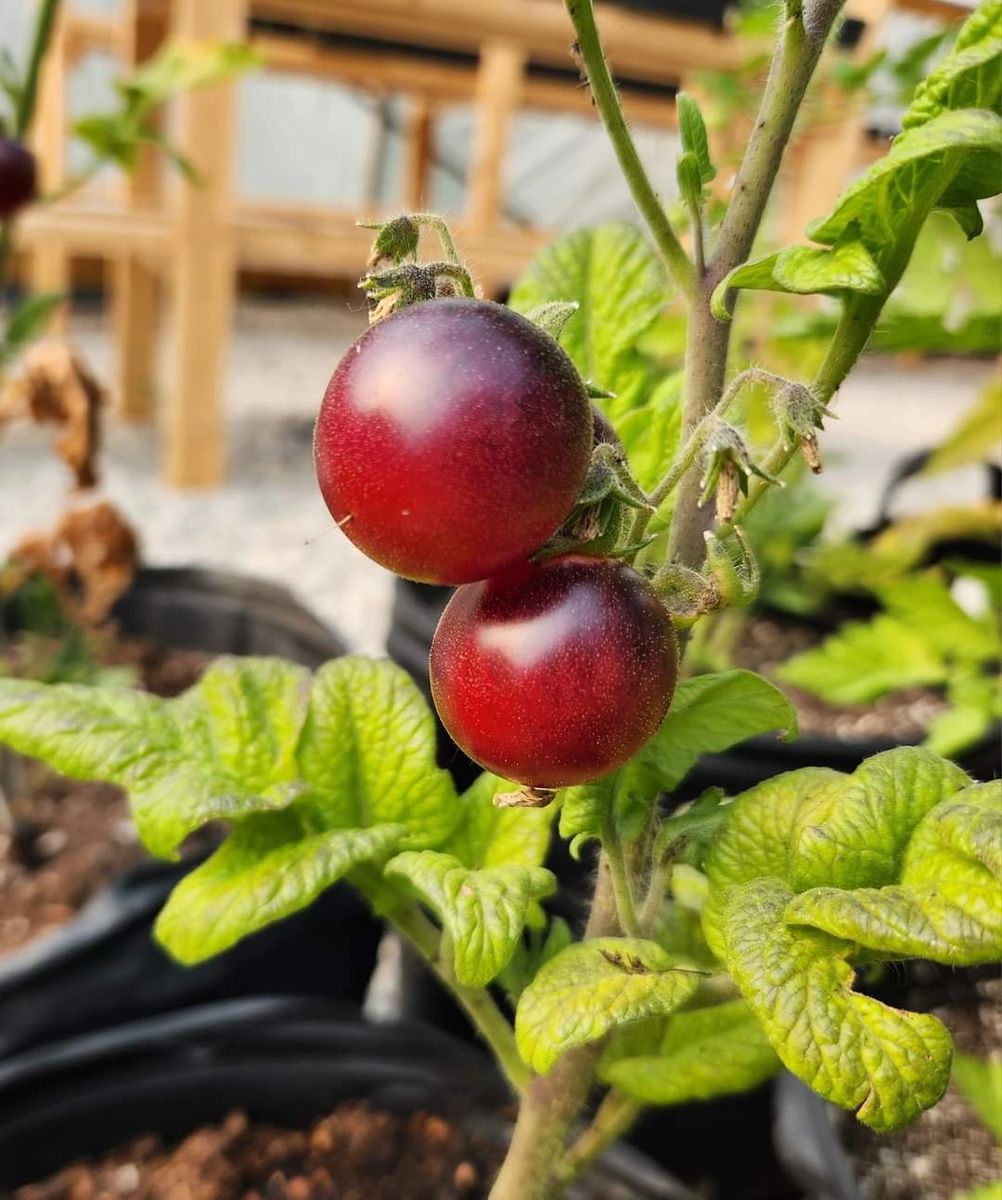 Dwarf Little Red Corvette
