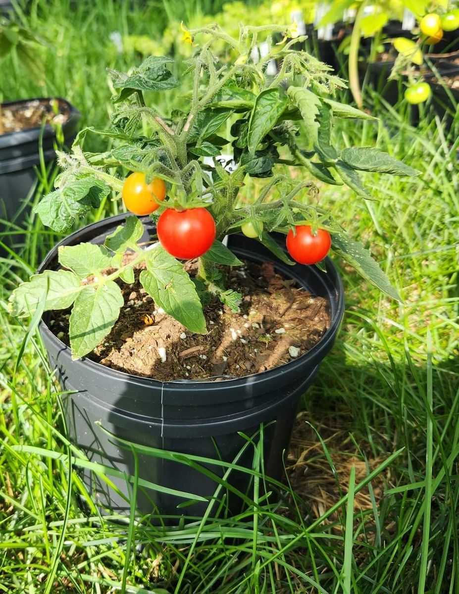 Micro Dwarf Edible Potted Red Velvet F2
