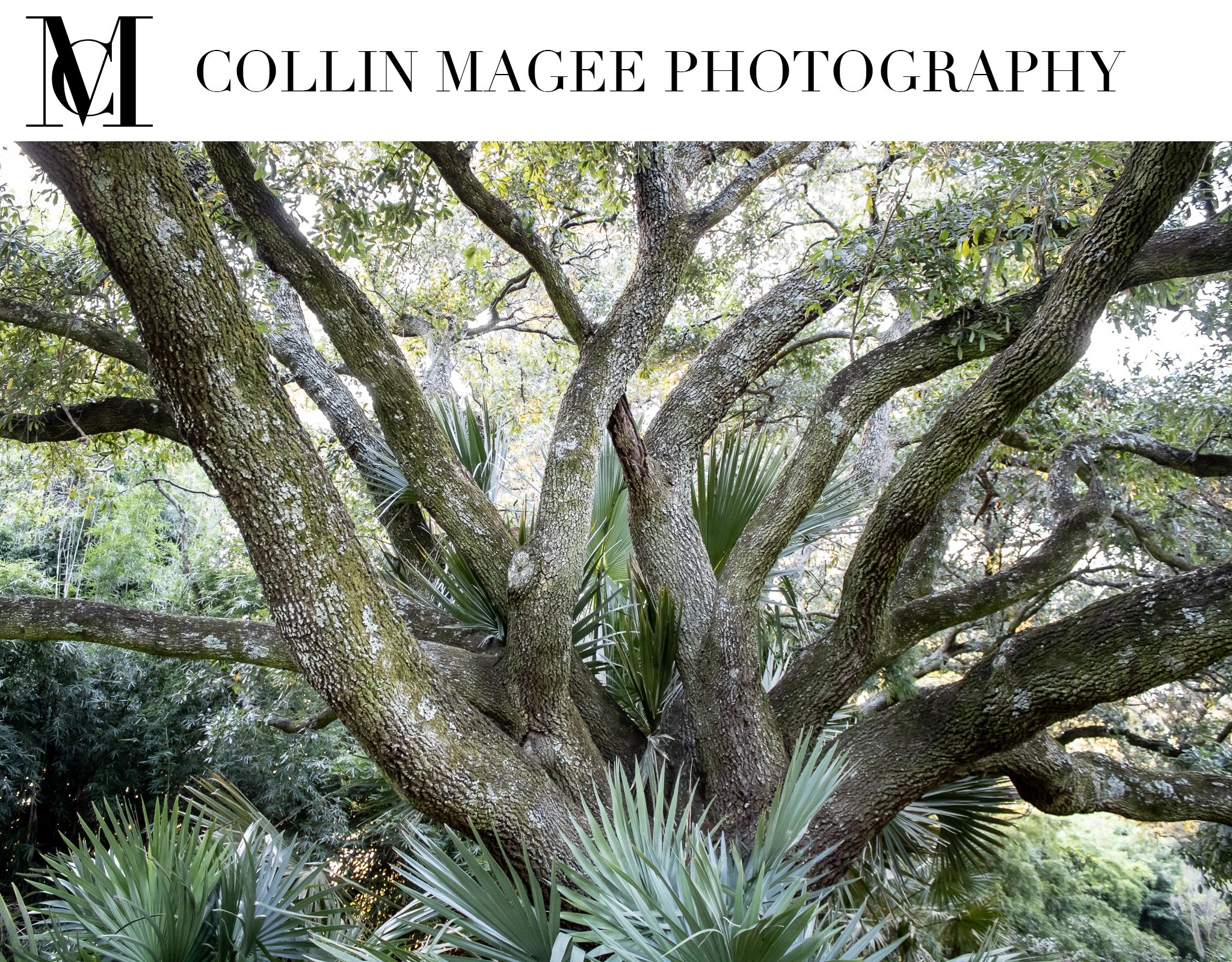 Collin Magee Photography