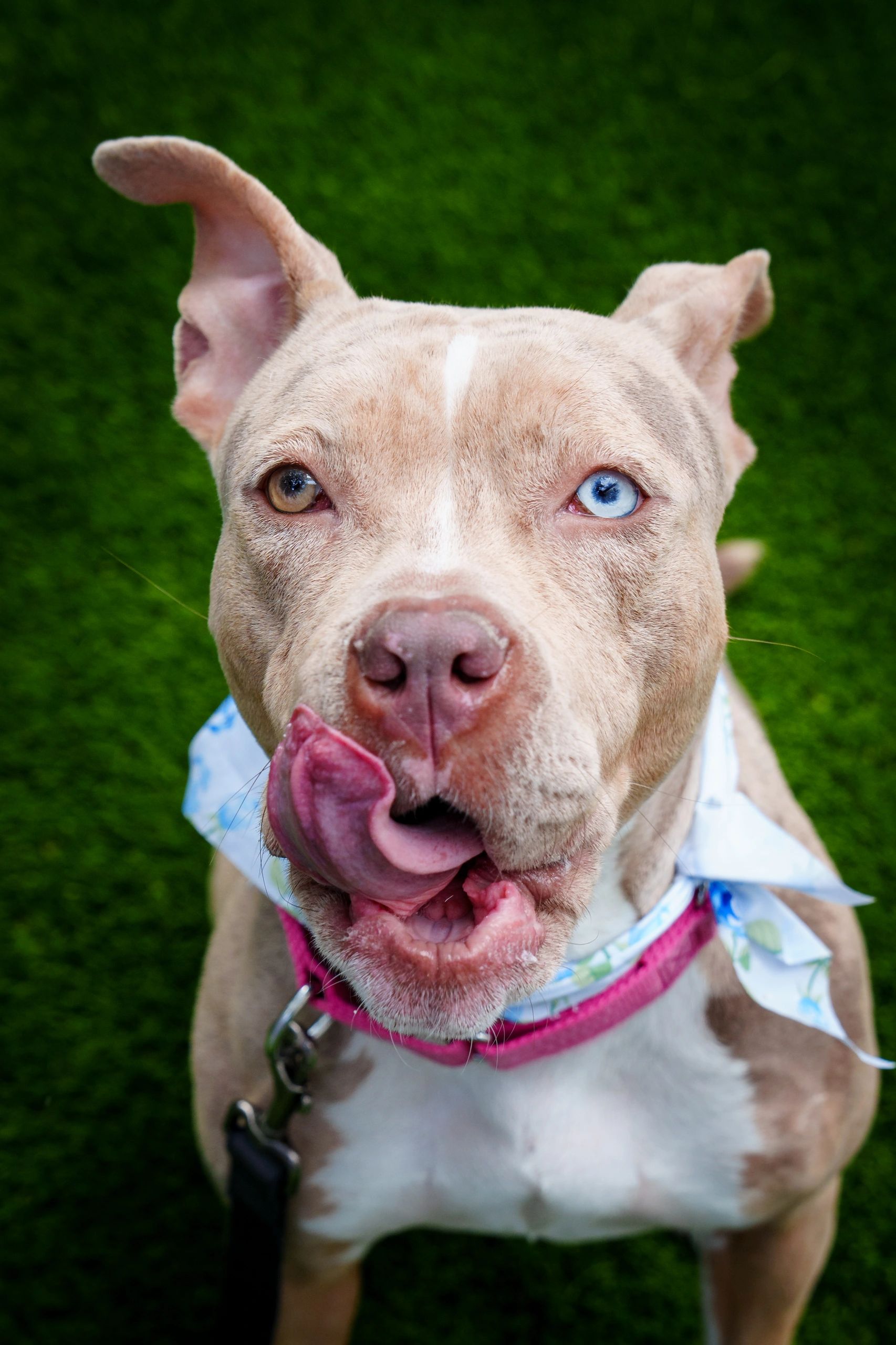 Adoptable Dogs | Ace of Hearts Rescue