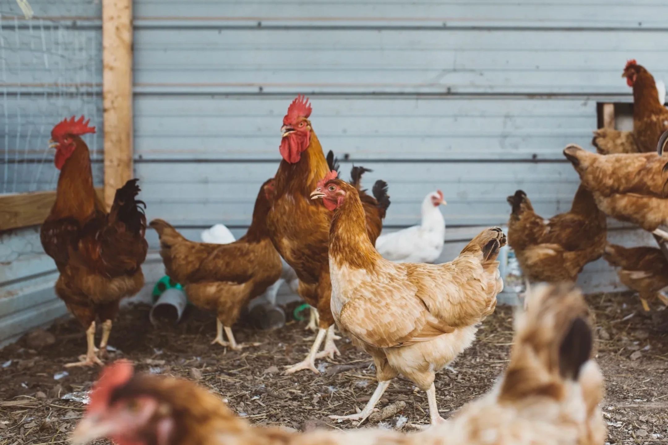 What Do I Do With My Extra Roosters