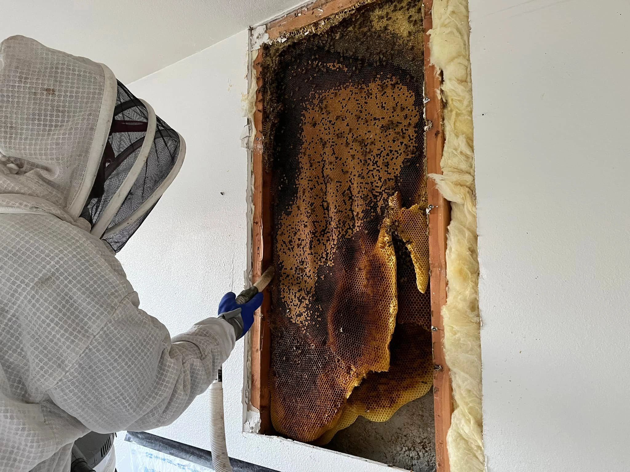 Live Bee Removal In La Quinta, California