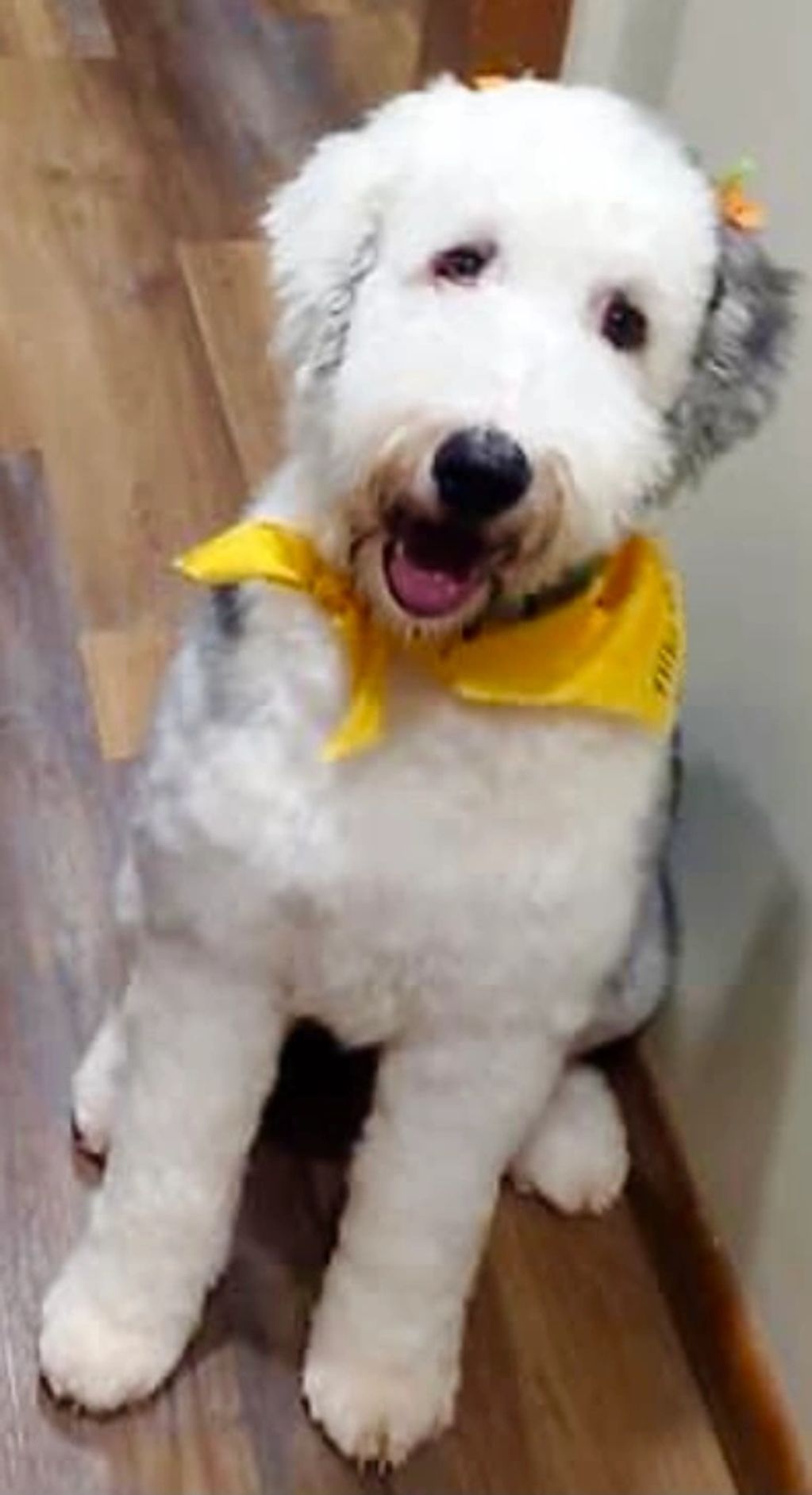 Meet the Parents - On Pointe Whoodles and Sheepadoodles