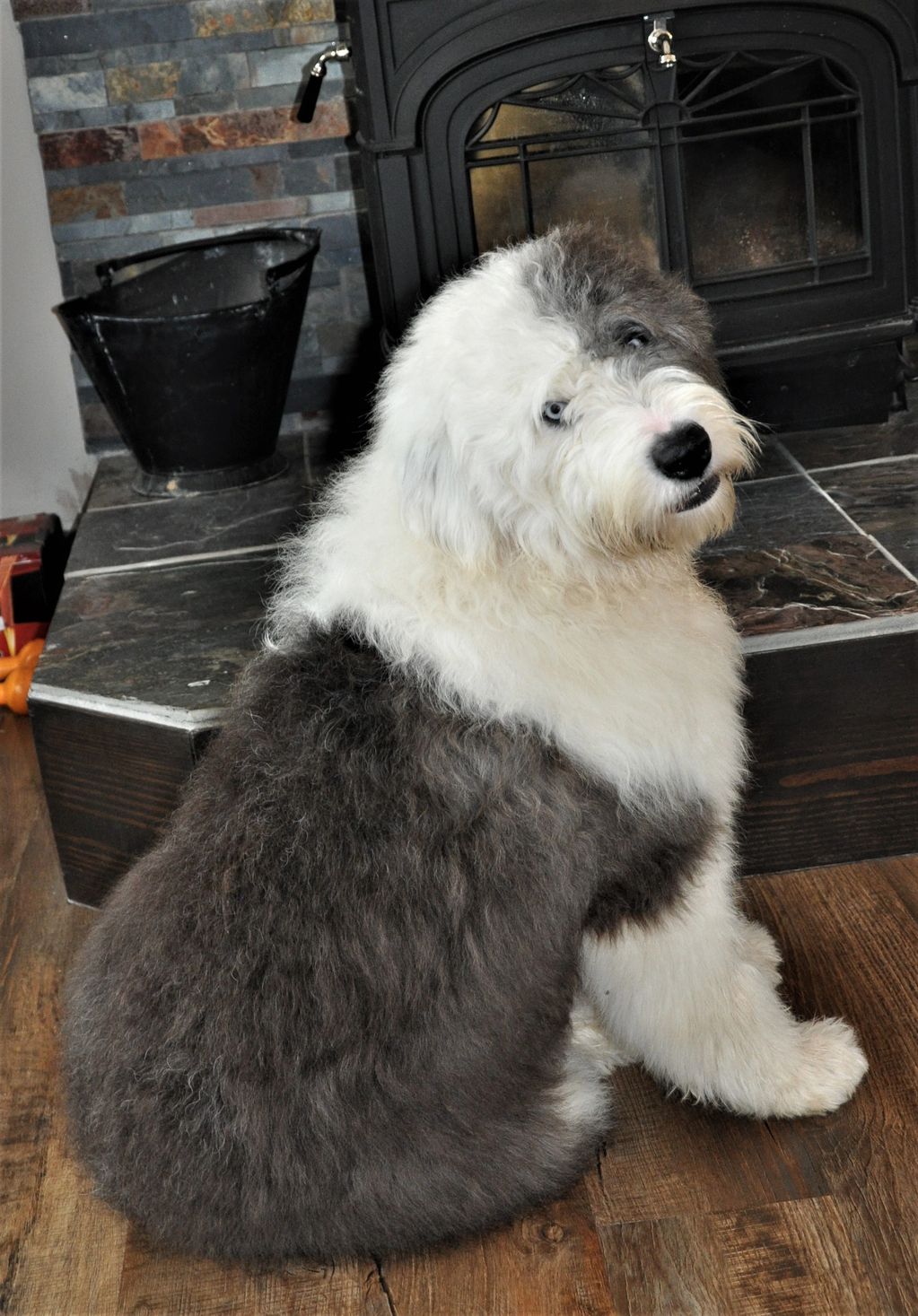 Meet the Parents - On Pointe Whoodles and Sheepadoodles