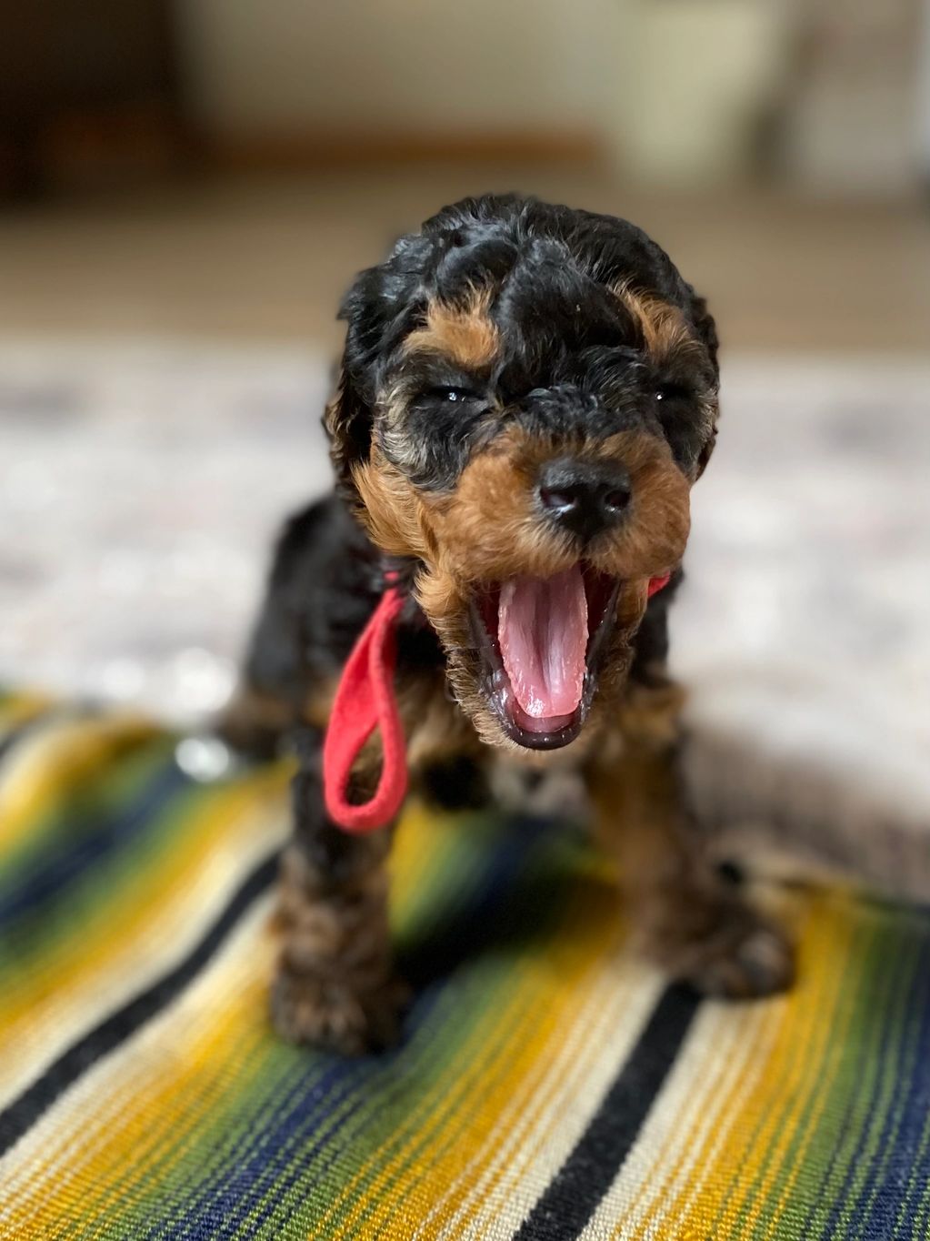 On Pointe Whoodles and Sheepadoodles - Puppies, Available Pups