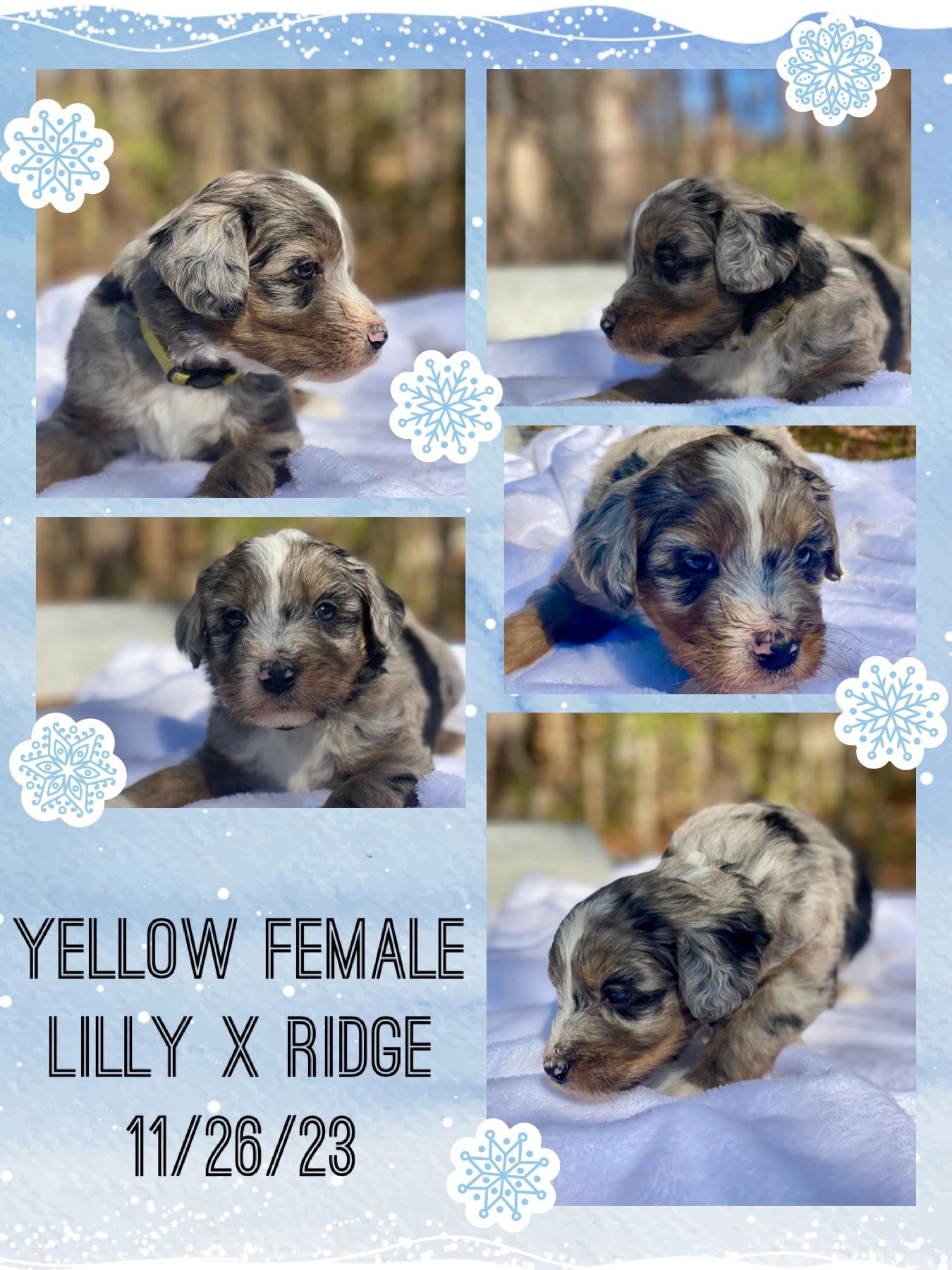 Available Puppies