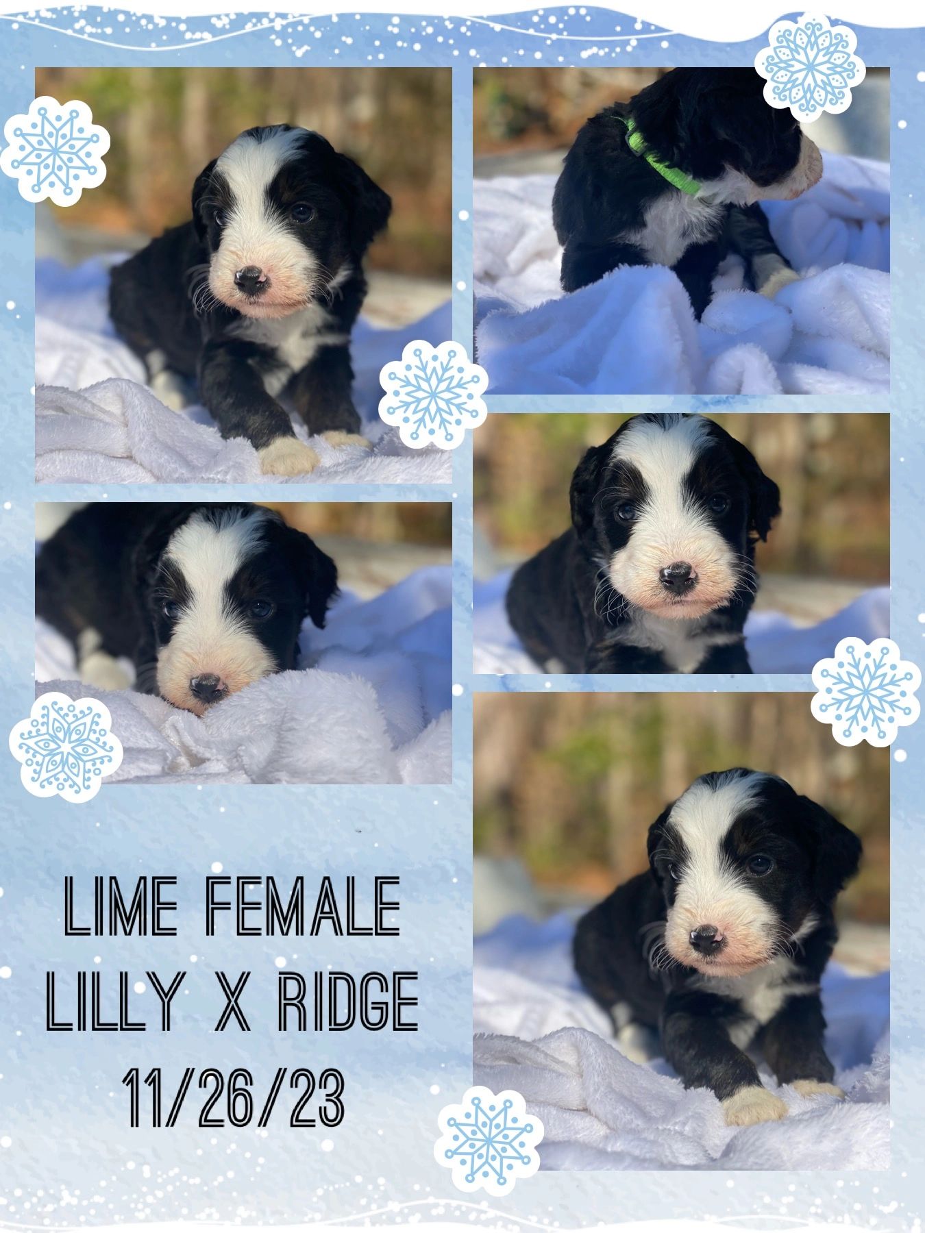 Available Puppies