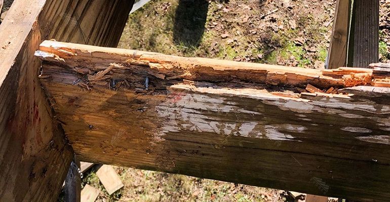 Dry Rot: Identification, Treatment, and Prevention Guide