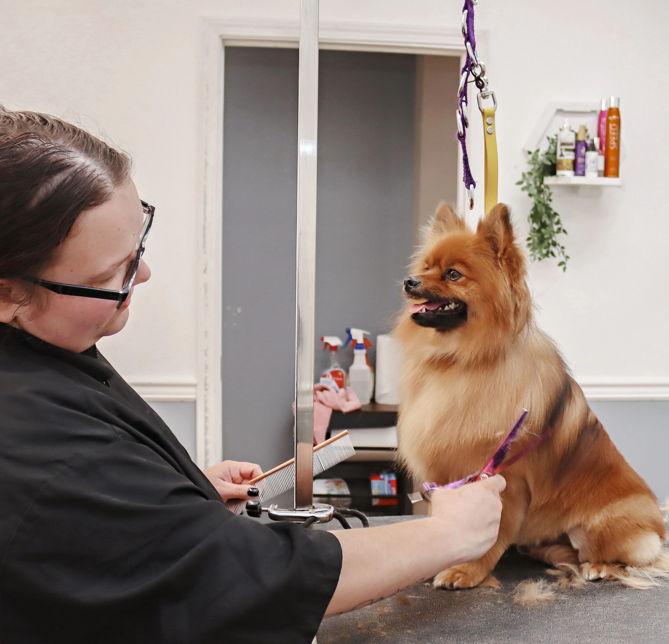 Fresh as a Daisy Dog Spaw