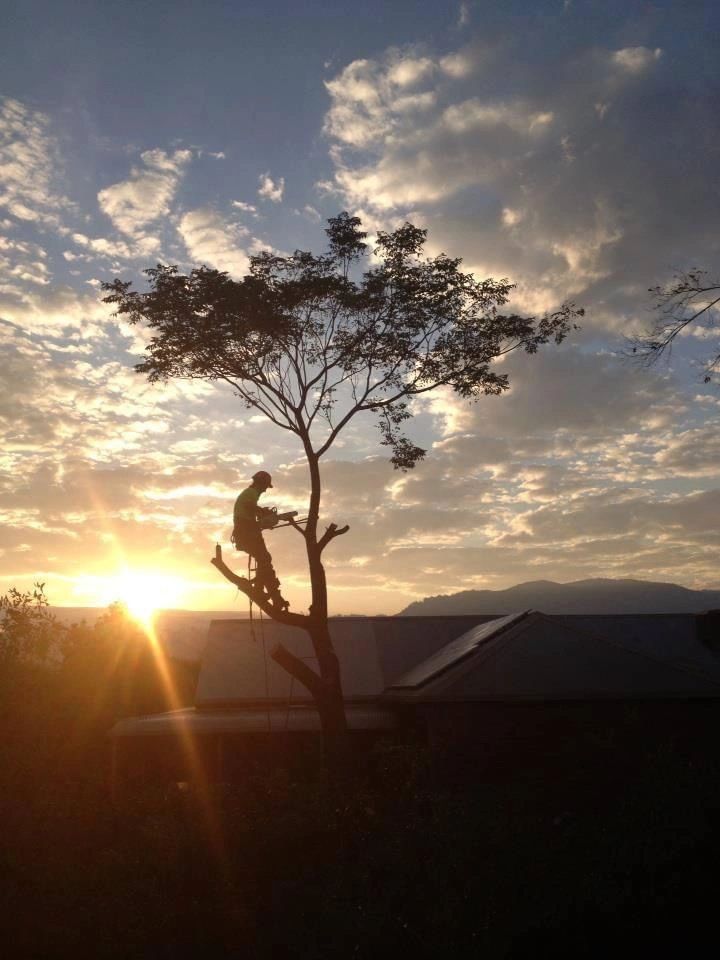 Albury / Wodonga tree services