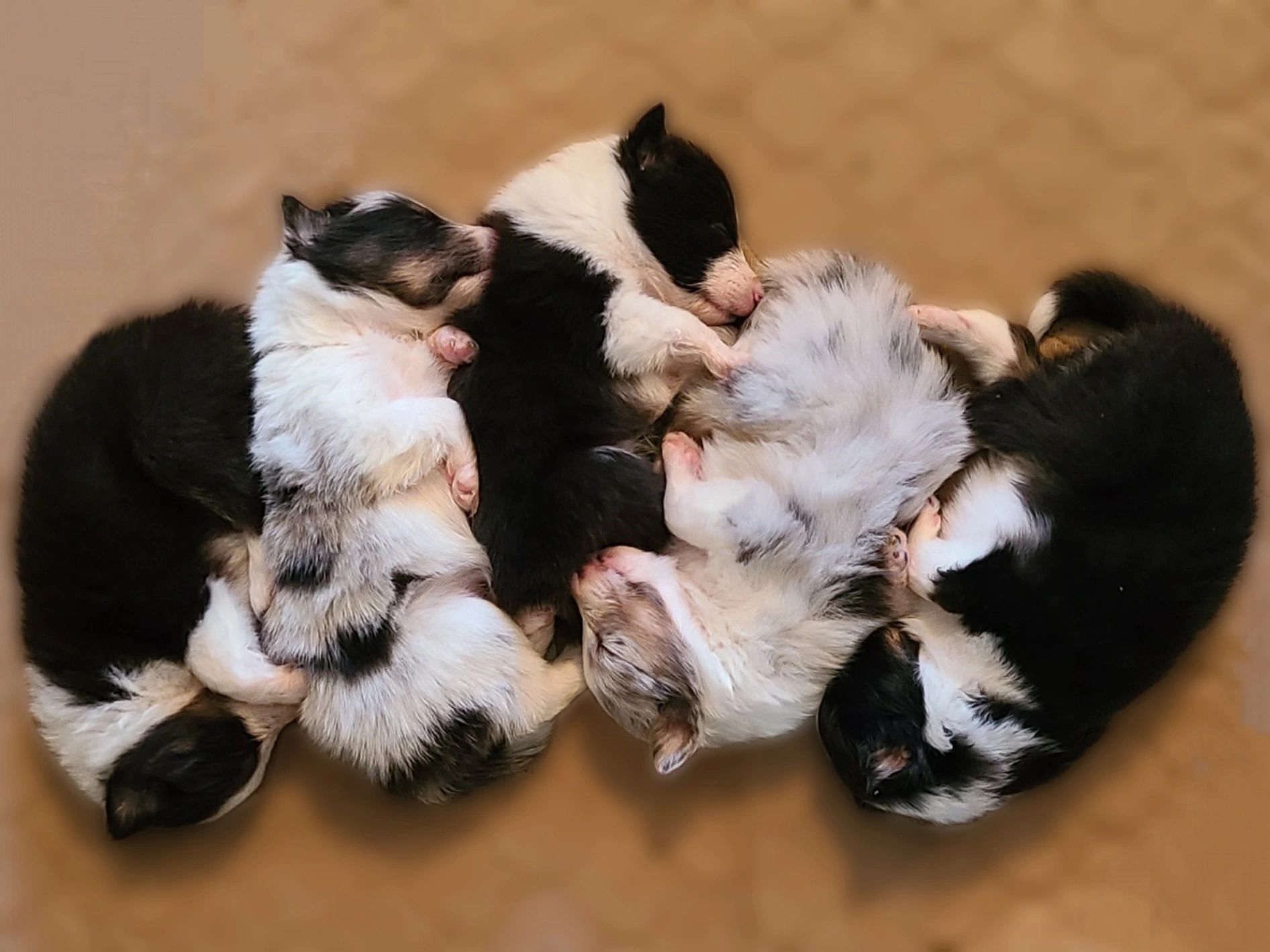 Henotic Homestead's Shetland Sheepdogs
