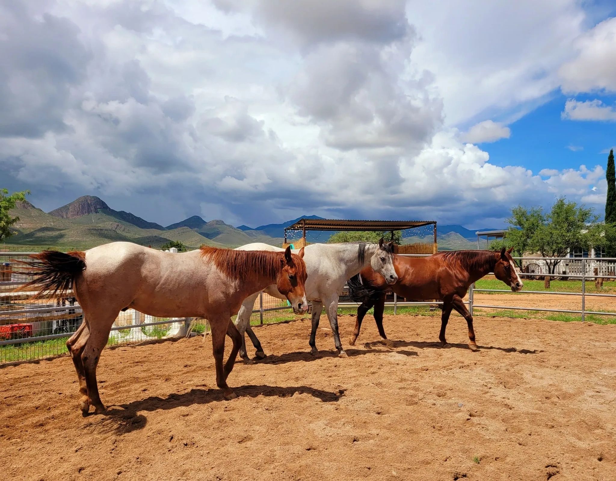 Karla's Hummingbird Ranch