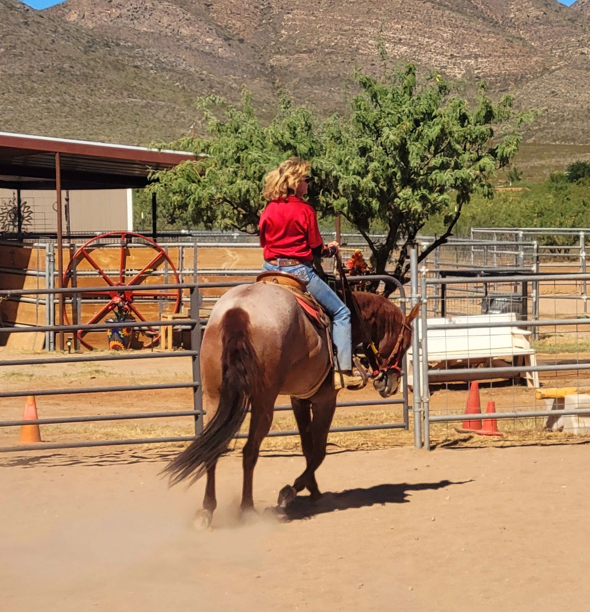 Karla's Hummingbird Ranch
