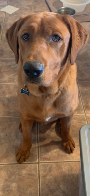 Male Labs | Red Raider Labrador Retrievers