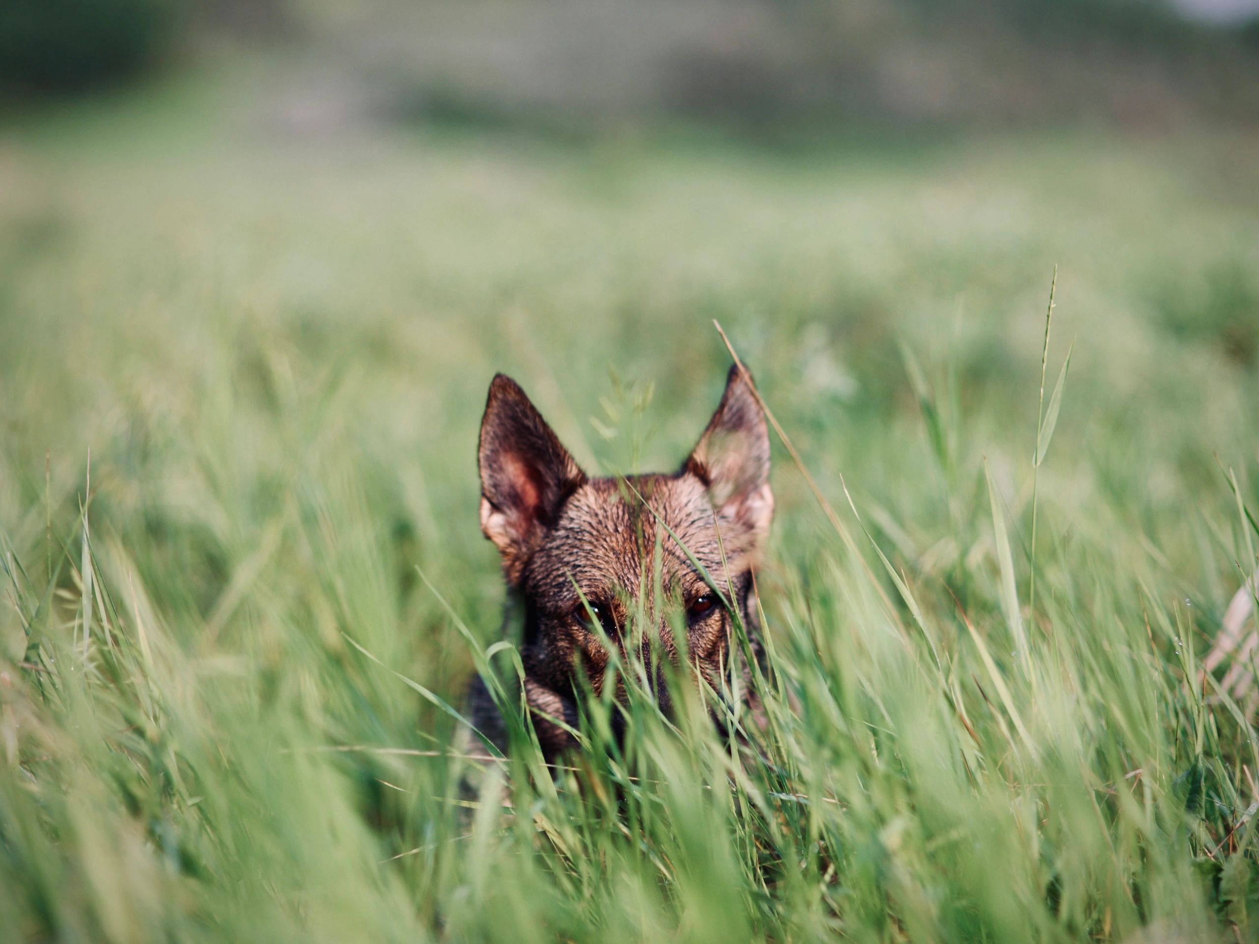 Sable Fox Photography