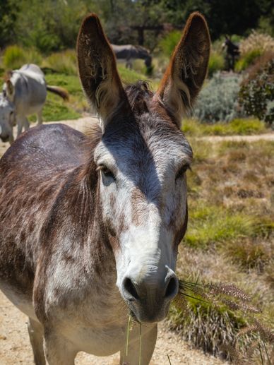 Rancho Burro Donkey Sanctuary - Home