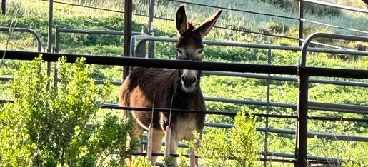 Home [ranchoburrodonkeysanctuary.org]