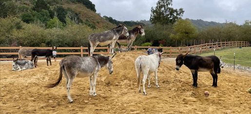 Home [ranchoburrodonkeysanctuary.org]