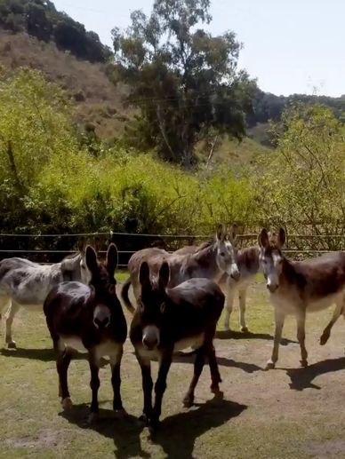 Rancho Burro Donkey Sanctuary - Home