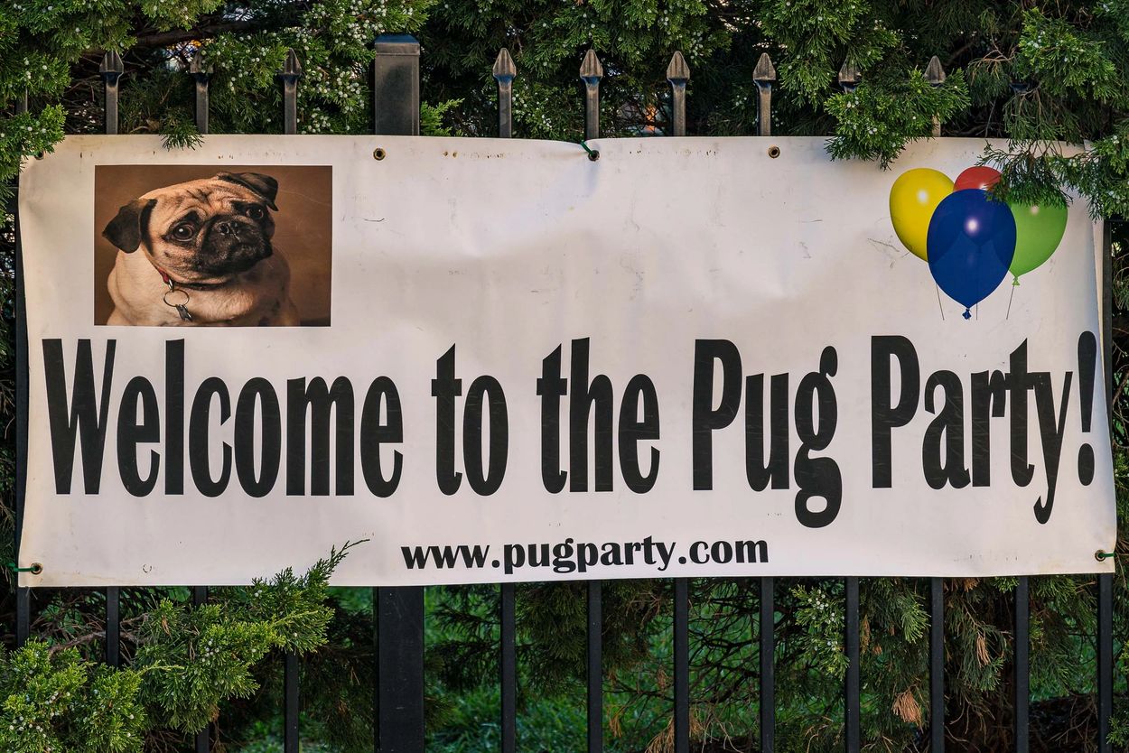 Pugparty.com