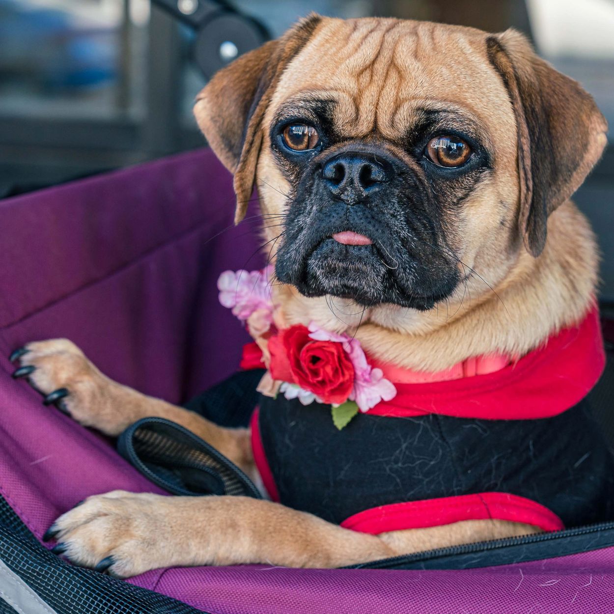 Pugparty.com