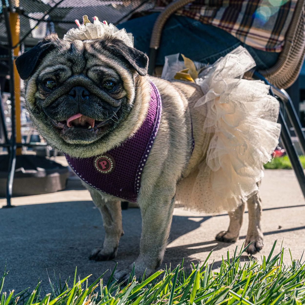 Pugparty.com