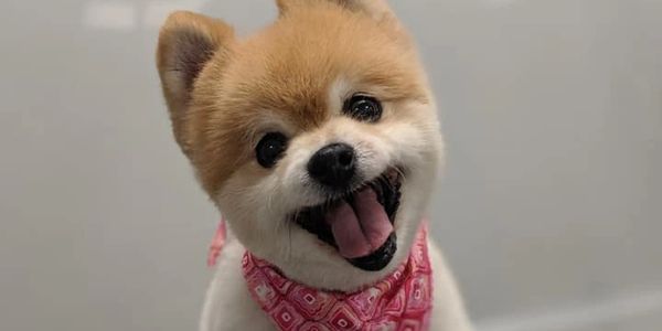 The Barker Shoppe - Dog Grooming - Springfield, Missouri