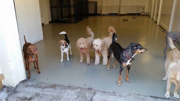 The Barker Shoppe - Dog Grooming - Springfield, Missouri