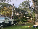 Your local tree experts|Removals|MN
