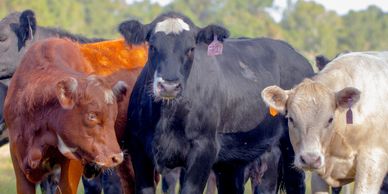 Beef | Graham Cattle