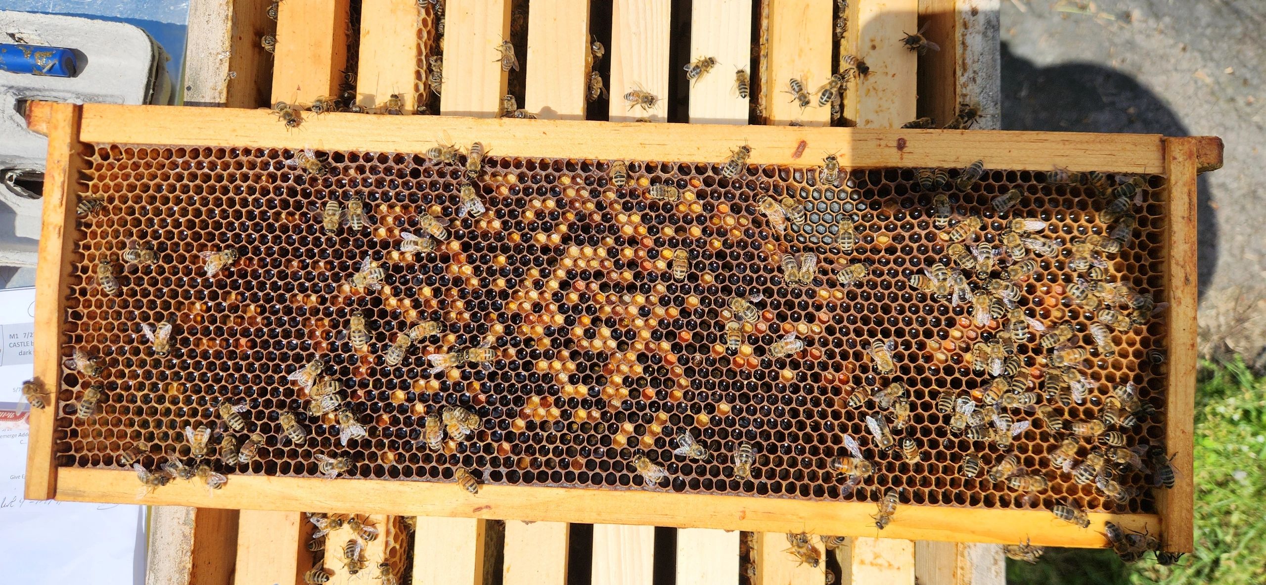 Gallery | Apiary Visits