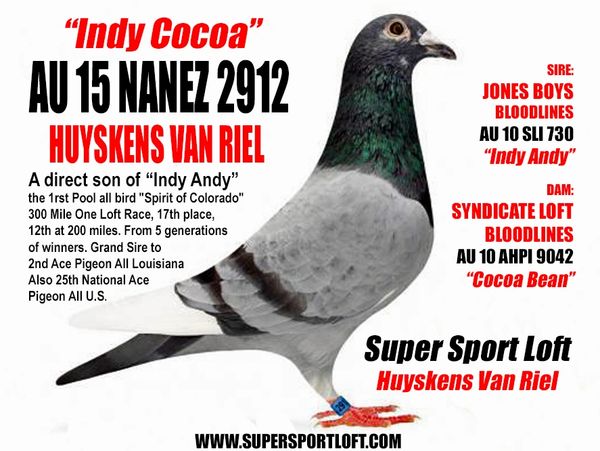 Huyskens Van Riel Racing Pigeons - Super Sport Loft