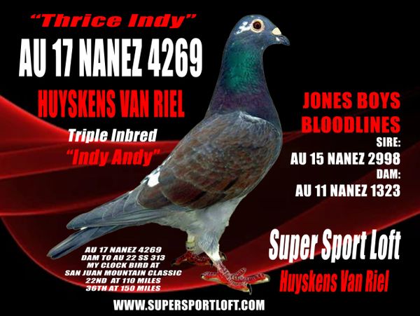 Huyskens Van Riel Racing Pigeons - Super Sport Loft