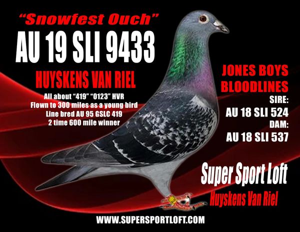 Huyskens Van Riel Racing Pigeons - Super Sport Loft