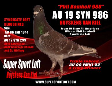 RACING PIGEONS FOR SALE