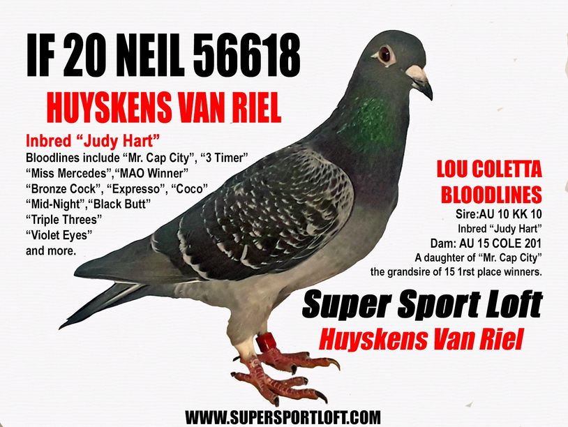 RACING PIGEONS FOR SALE